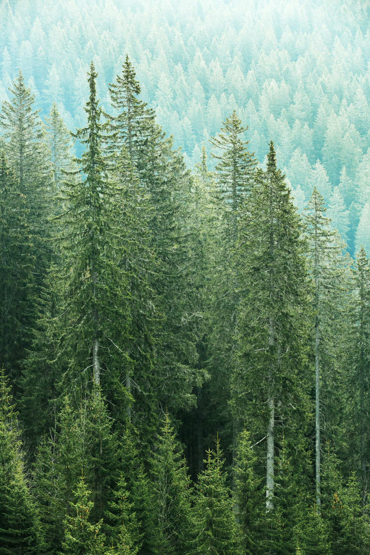 Biomass Sourcing from Canada - Drax Canada