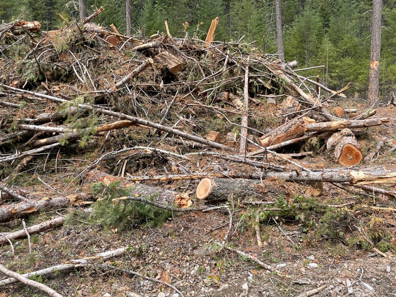 Supporting a circular economy in the forests - Drax Global