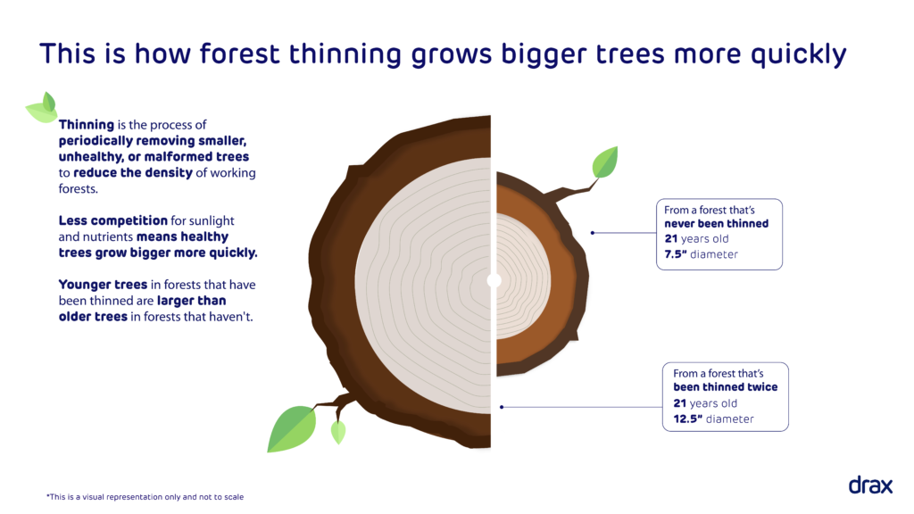 Healthy forests need markets - Drax Global