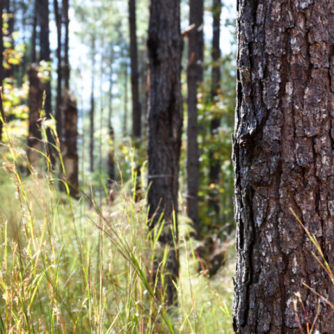 Leading B2B renewable energy supplier changes its name to Drax - Drax Global